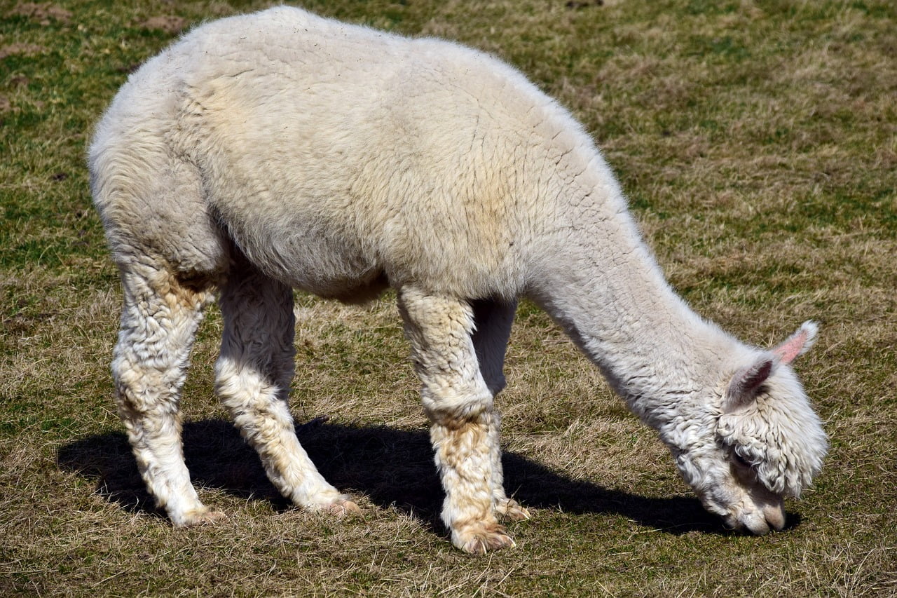 Natural Protein Fibres: Properties, Production, and Sustainability ...