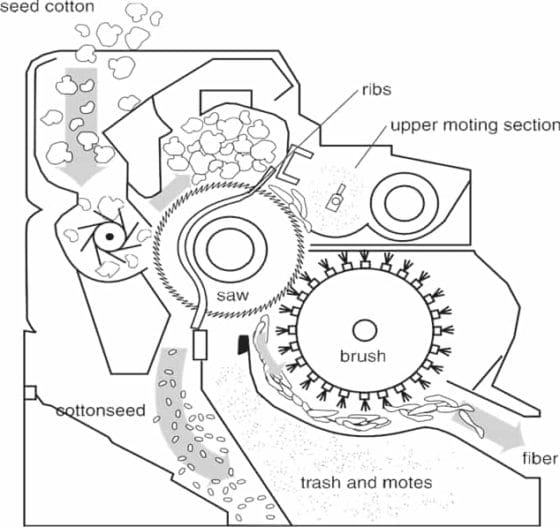 Cotton Fibers - the king of fibers - Textile School
