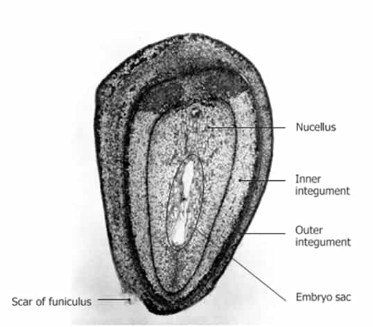 Cotton Fibers - the king of fibers - Textile School