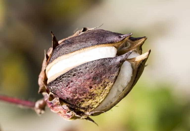 Cotton Fibers and its Properties - Textile School