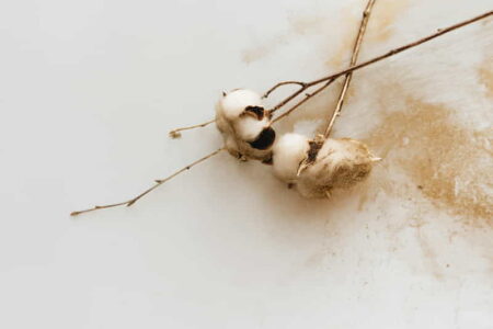 Innovations in Cotton Fiber Processing - Textile School