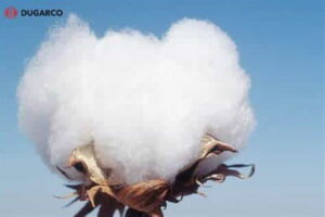 Genetic Modification in Natural Fibers - Textile School