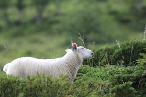 The Role of Crimp in Wool Spinning - Textile School