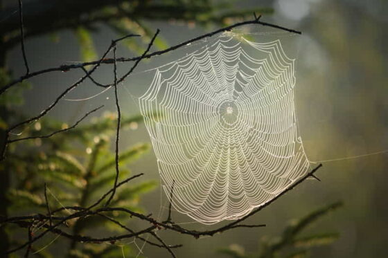 Novel Applications of Spider Silk Proteins - Textile School